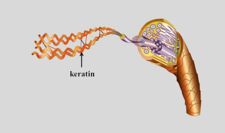 Keratin là gì? Công dụng, cách bổ sung keratin an toàn cho tóc ...