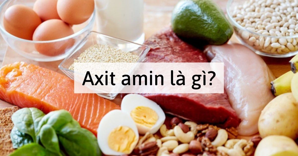 Axit amin là gì? Cấu trúc, Tính chất và Vai trò của Axit amin