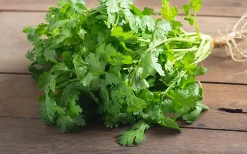 Cilantro là gì? Tác dụng với sức khỏe, công dụng trong ẩm thực