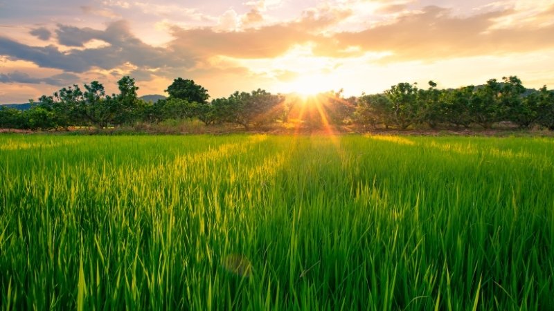 1 ha bằng bao nhiêu km2, m2? Cách đổi đơn vị hecta (ha) dễ dàng ...